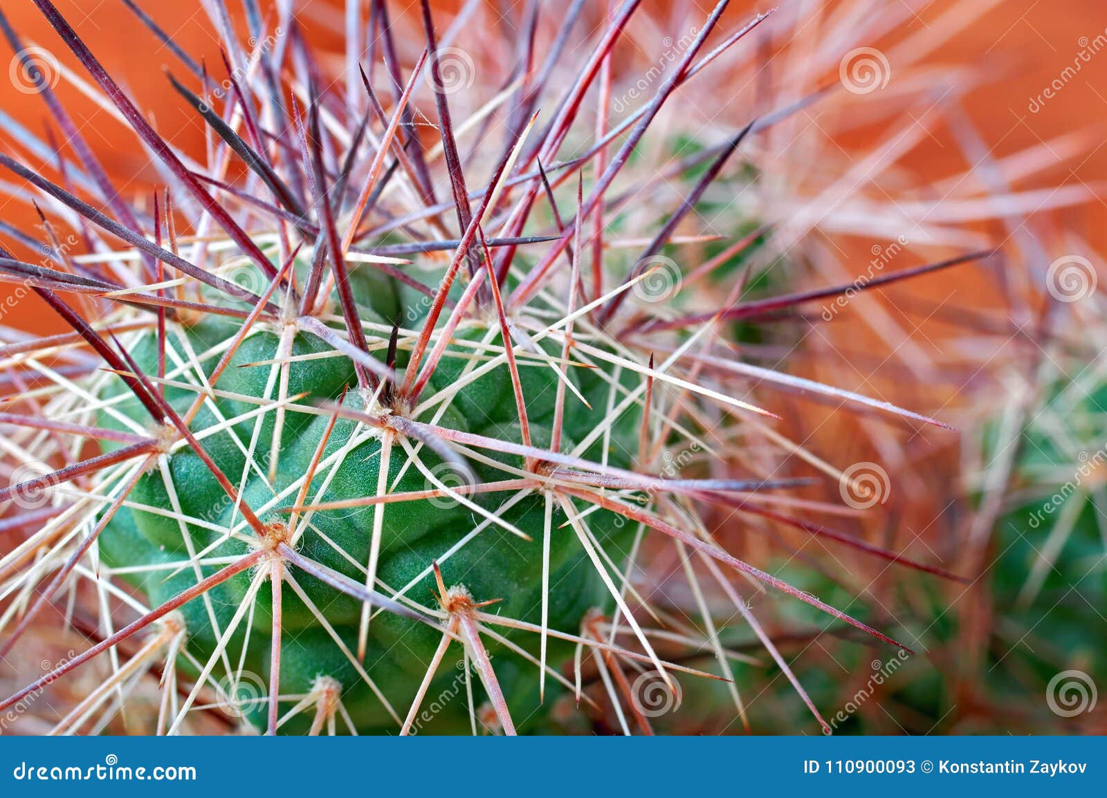 Cactus. Sharp, Long, Thick Spines Cactus Tephrocactus Closeup. Stock ...