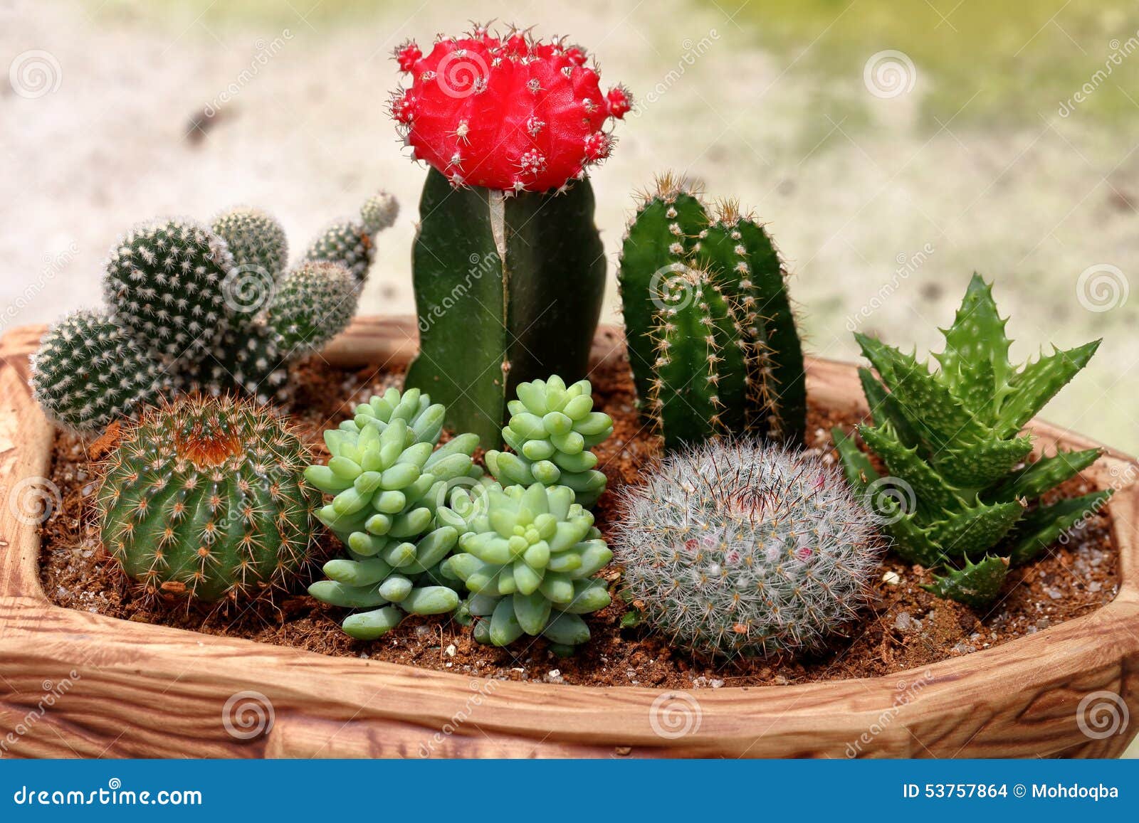 Cactus Set stock photo. Image of outdoors, cactuses, wild - 53757864
