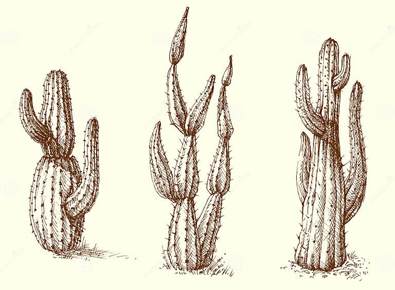 Cactus set hand drawing stock vector. Illustration of artistic - 149640766
