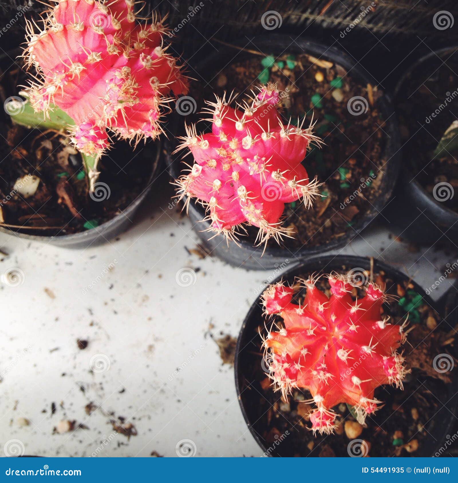 Cactus stock image. Image of plant, shape, cactus, nature - 54491935