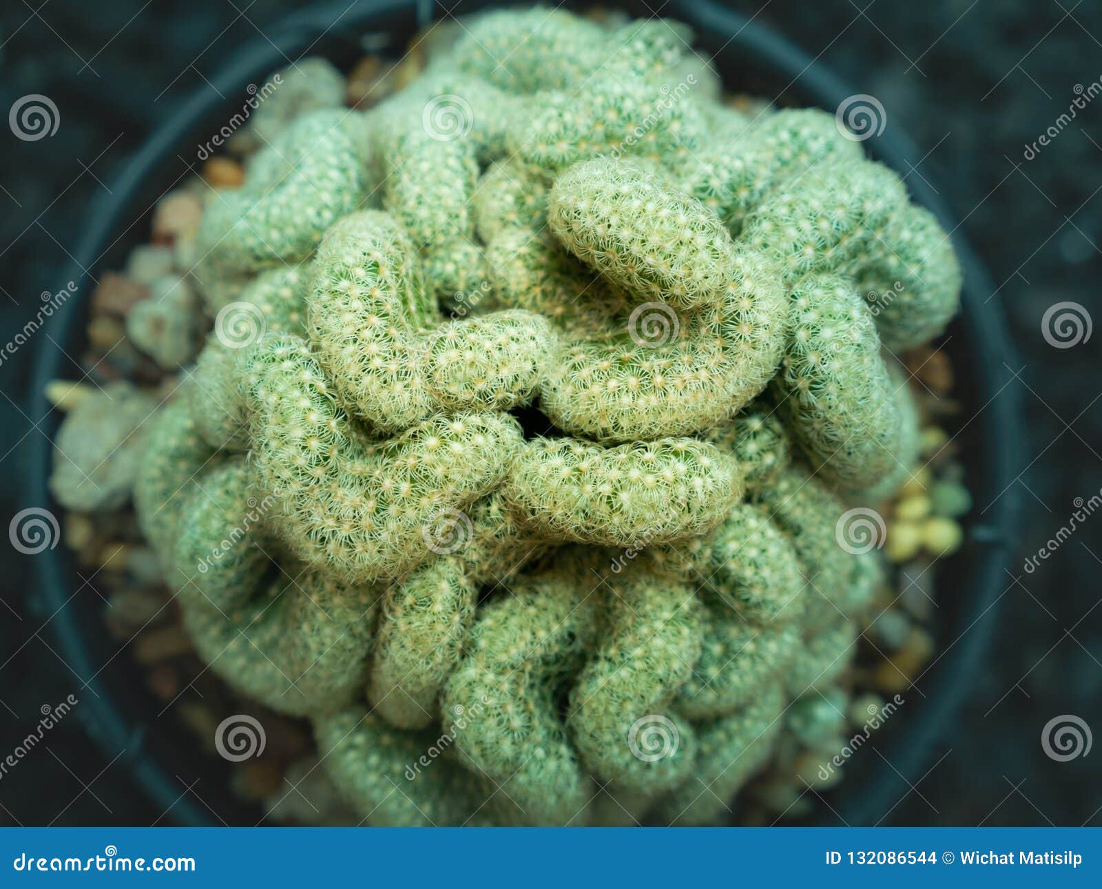 Cactus Shaped Like A Brain Royalty-Free Stock Photo | CartoonDealer.com ...