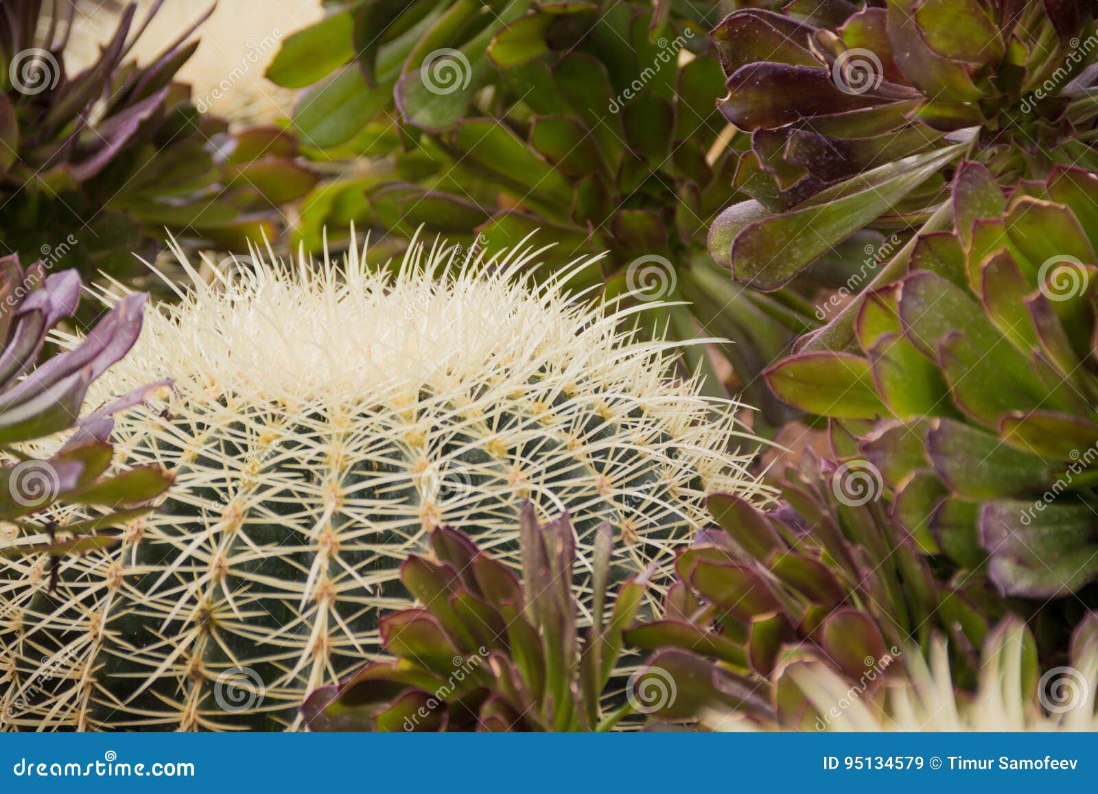 Cactus the Sharp Edged Plants Stock Image - Image of botanical, grow ...