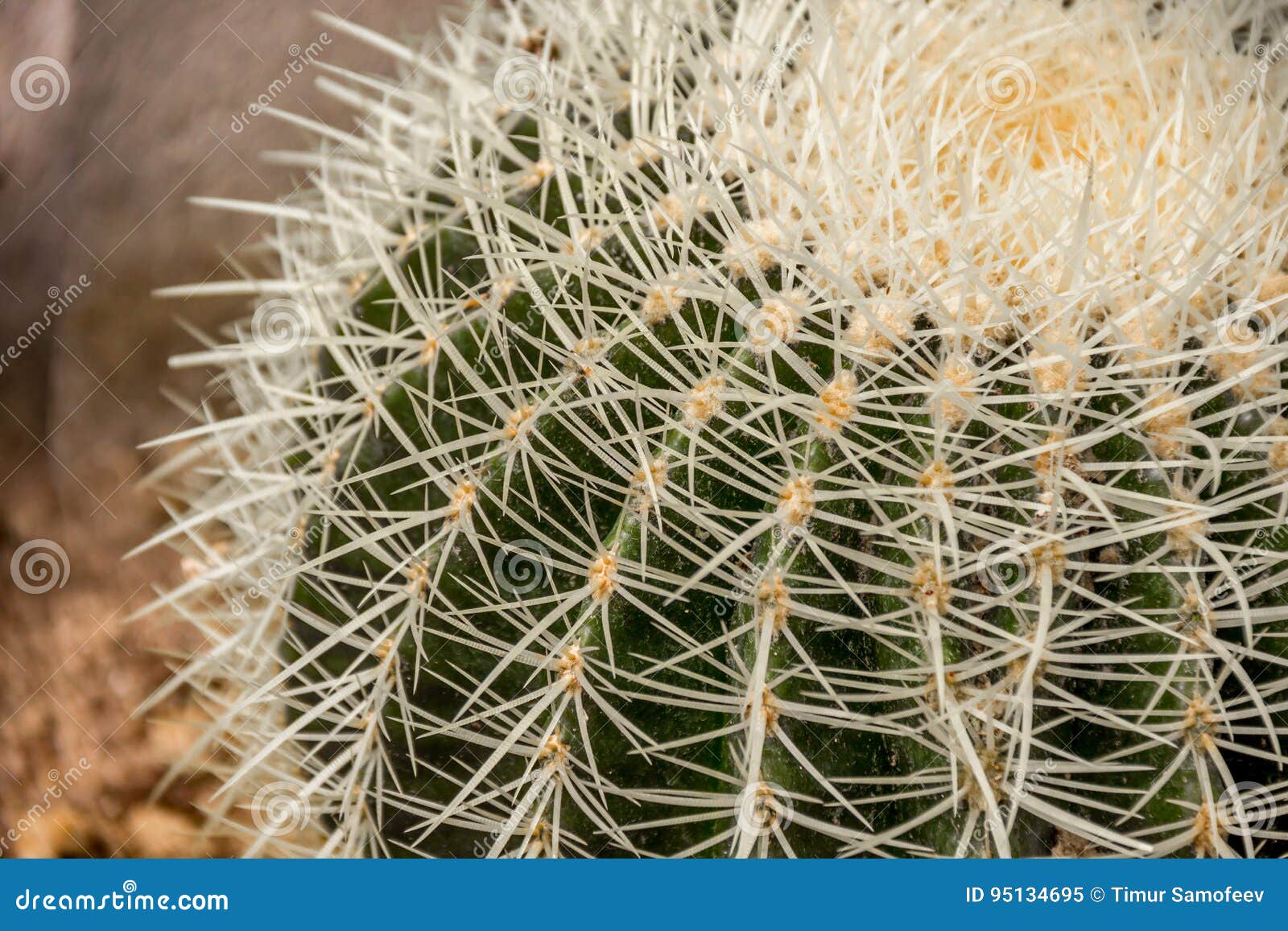 Cactus the Sharp Edged Plants Stock Image - Image of cactus, plant ...