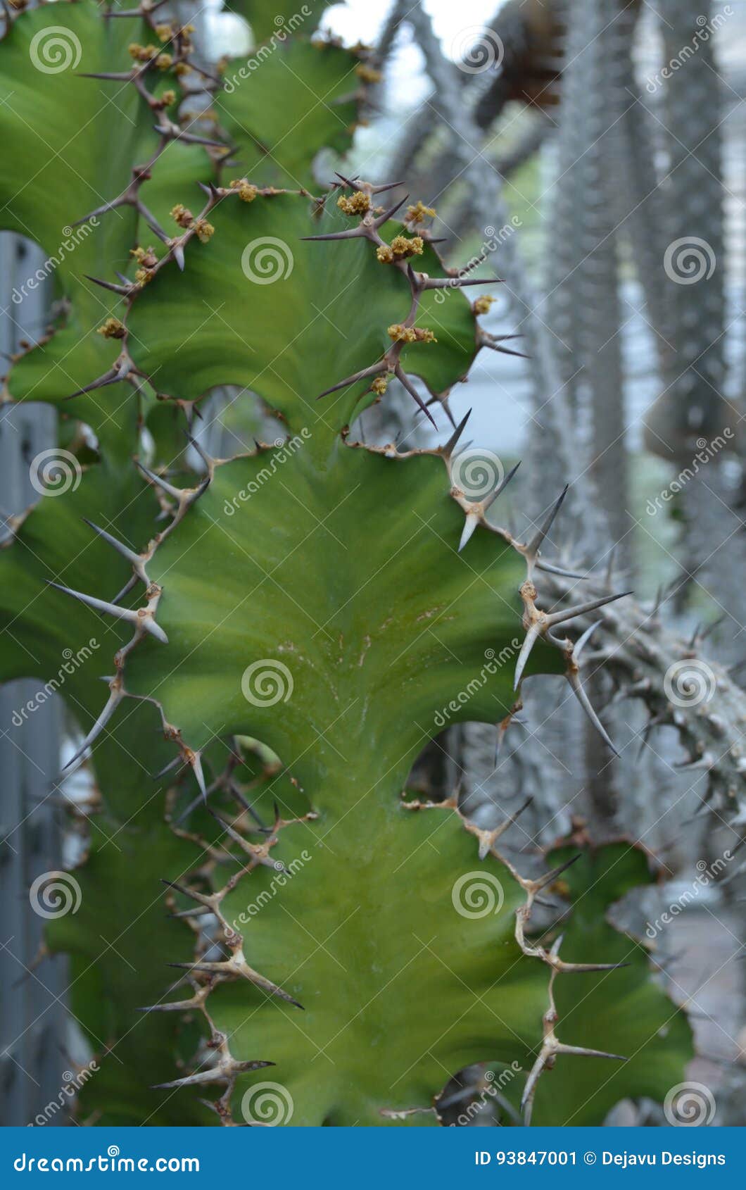 Cactus with Sharp Pointy Spines Along it`s Edges Stock Image - Image of ...