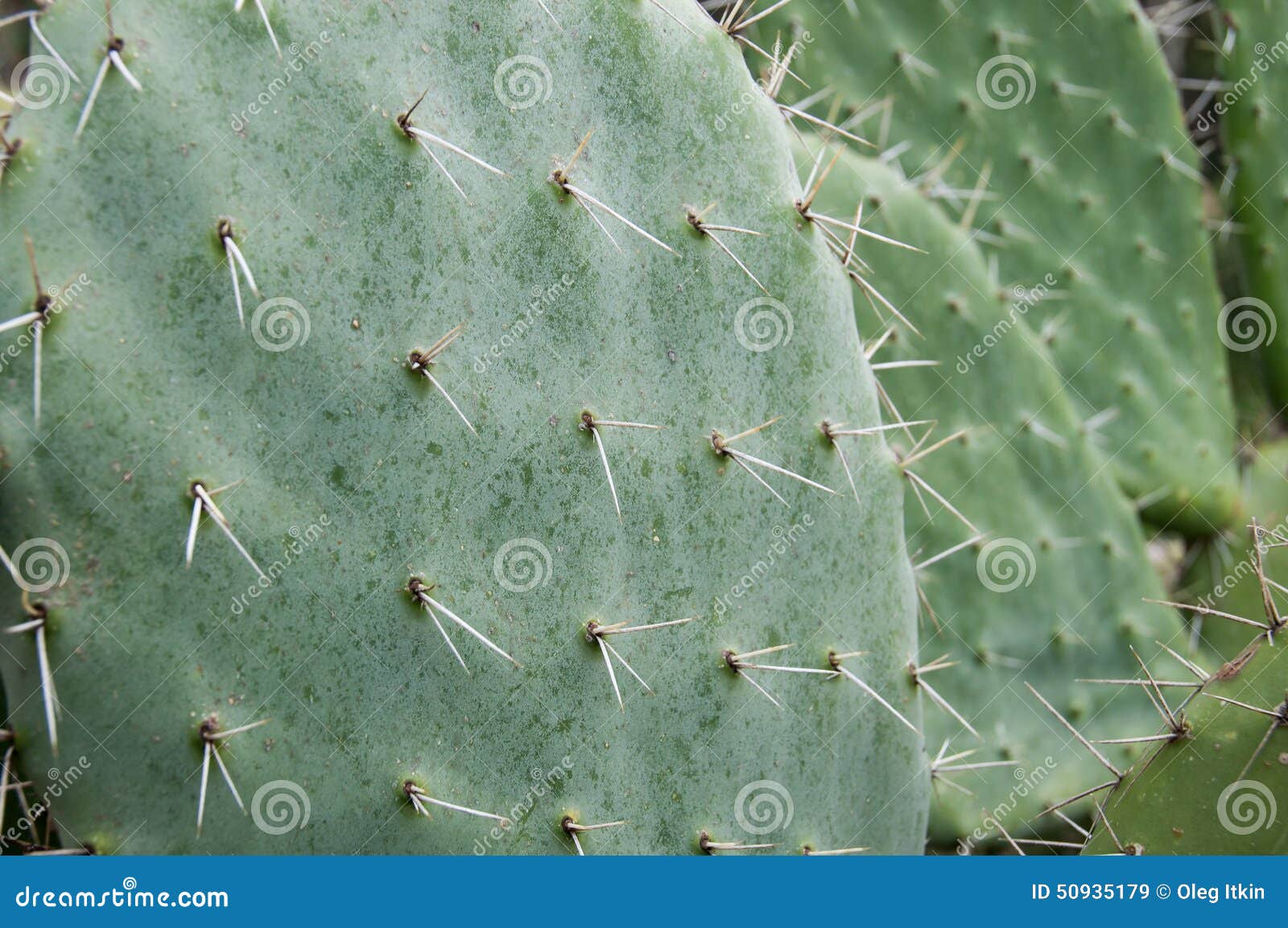 Cactus stock image. Image of fruit, sharp, uncultivated - 50935179