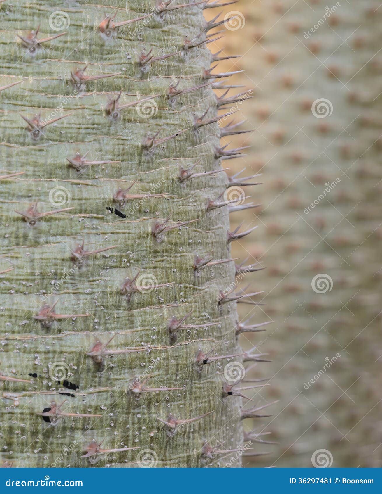 Cactus sharp spines stock image. Image of macro, brown - 36297481