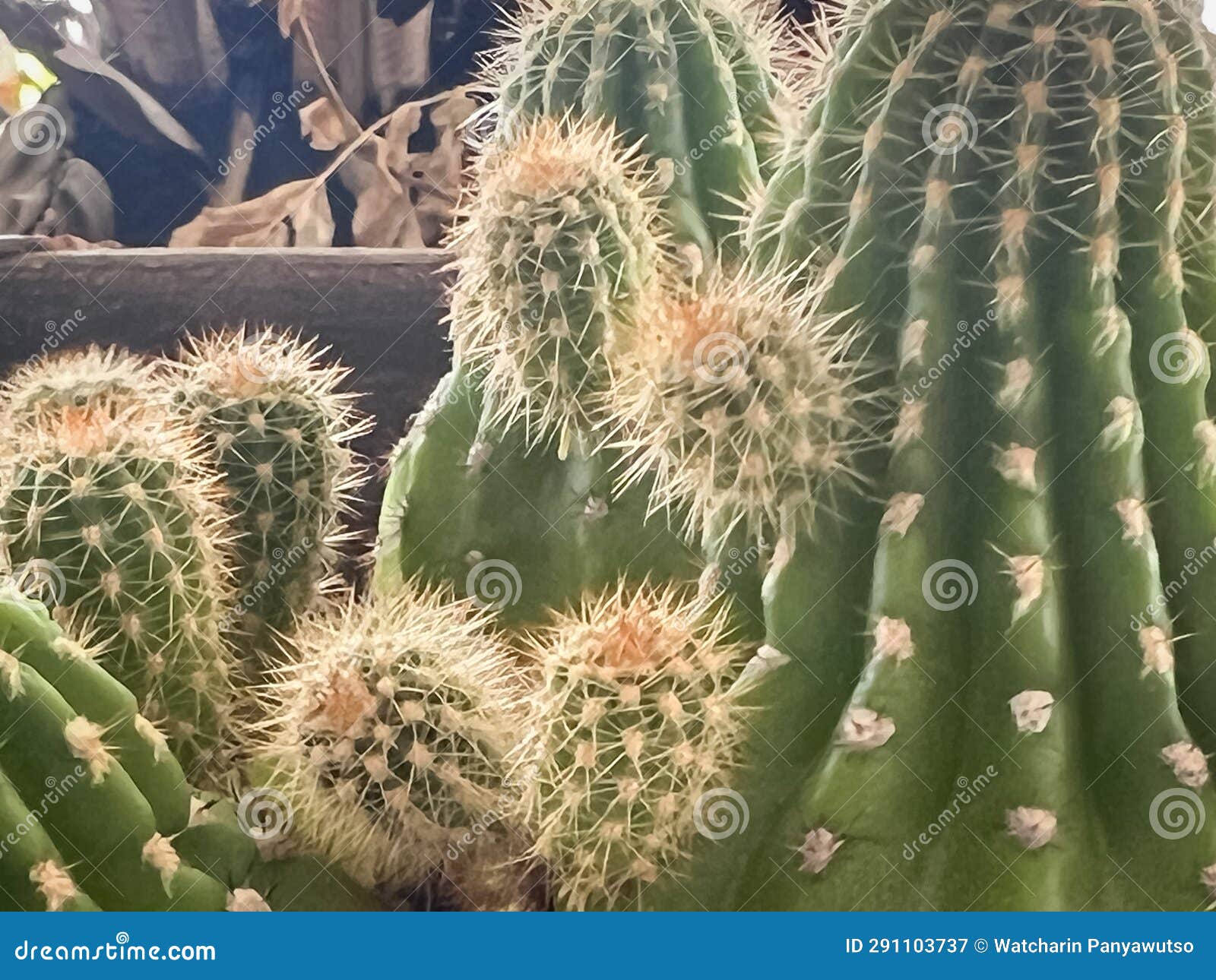 Cactus with Sharp Thorn Around Body Stock Image - Image of botanical ...