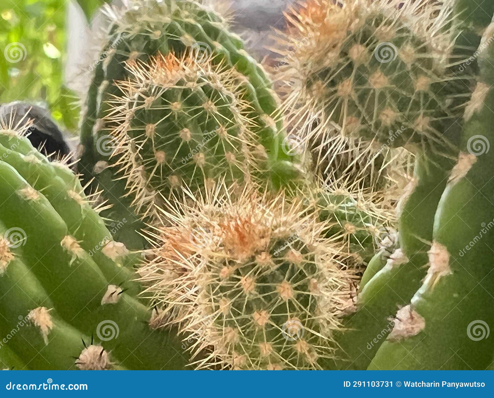 Cactus with Sharp Thorn Around Body Stock Image - Image of cacti ...