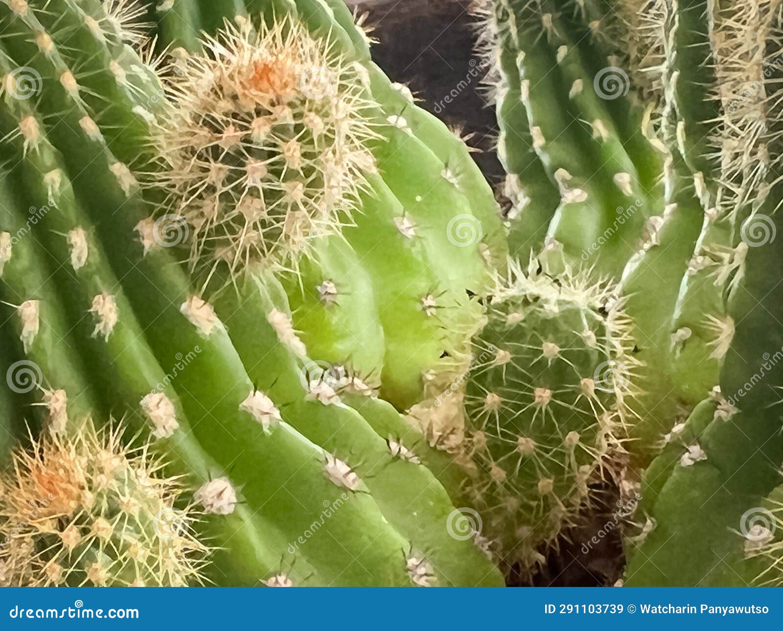 Cactus with Sharp Thorn Around Body Stock Image - Image of echinocactus ...