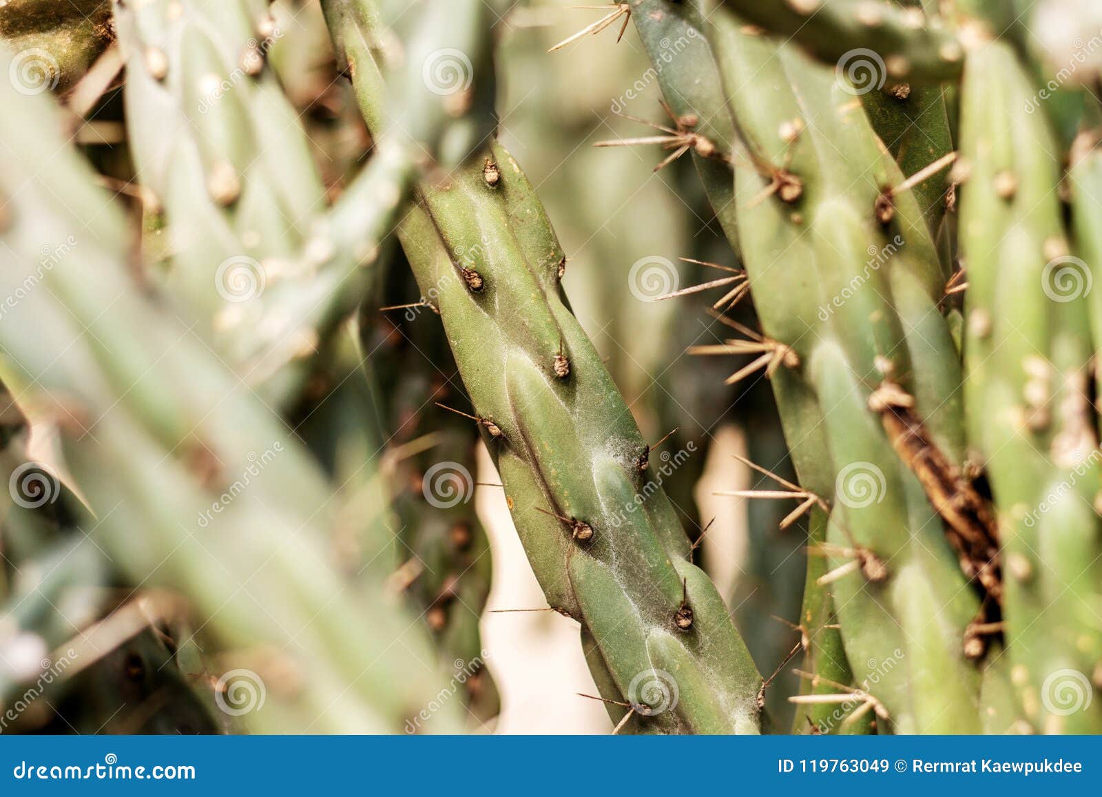 Cactus with Sharp of Thorns. Stock Image - Image of growth, cacti ...