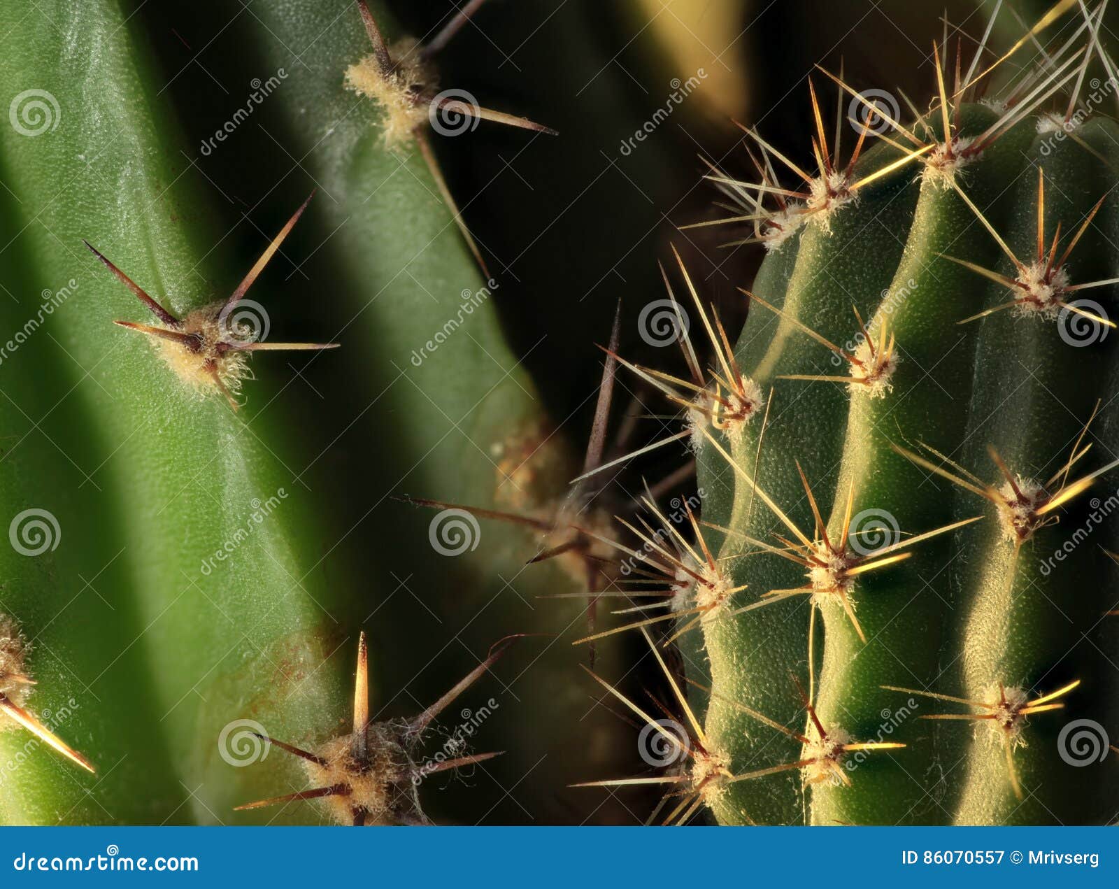 Cactus Sharp Thorns Macro Shot Stock Image - Image of living ...