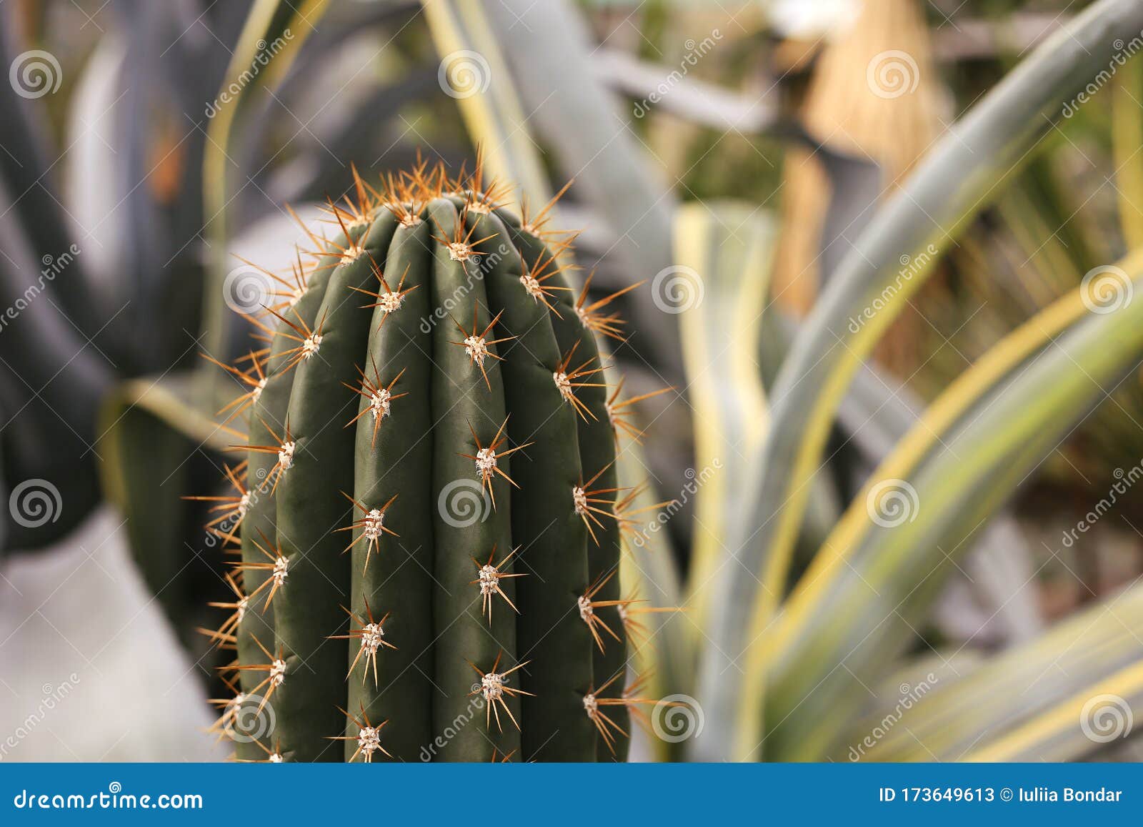 Cactus with sharp thorns stock image. Image of california - 173649613