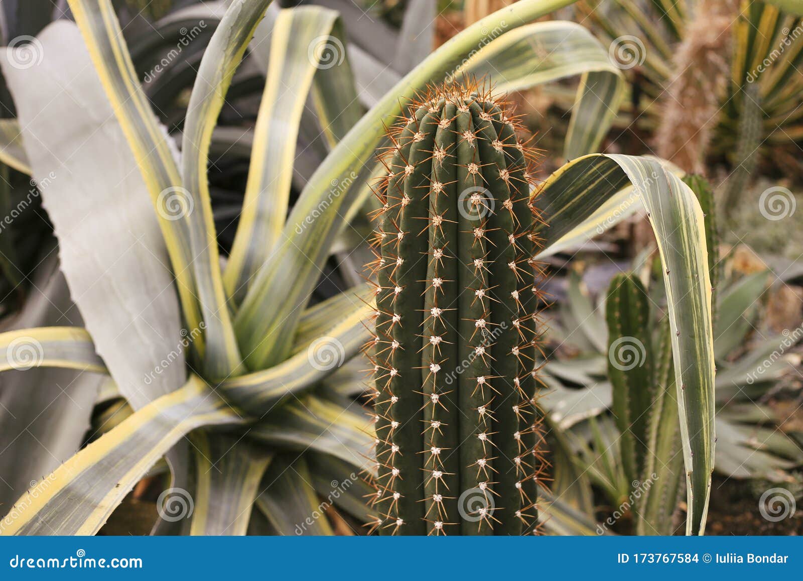 Cactus with sharp thorns stock photo. Image of color - 173767584