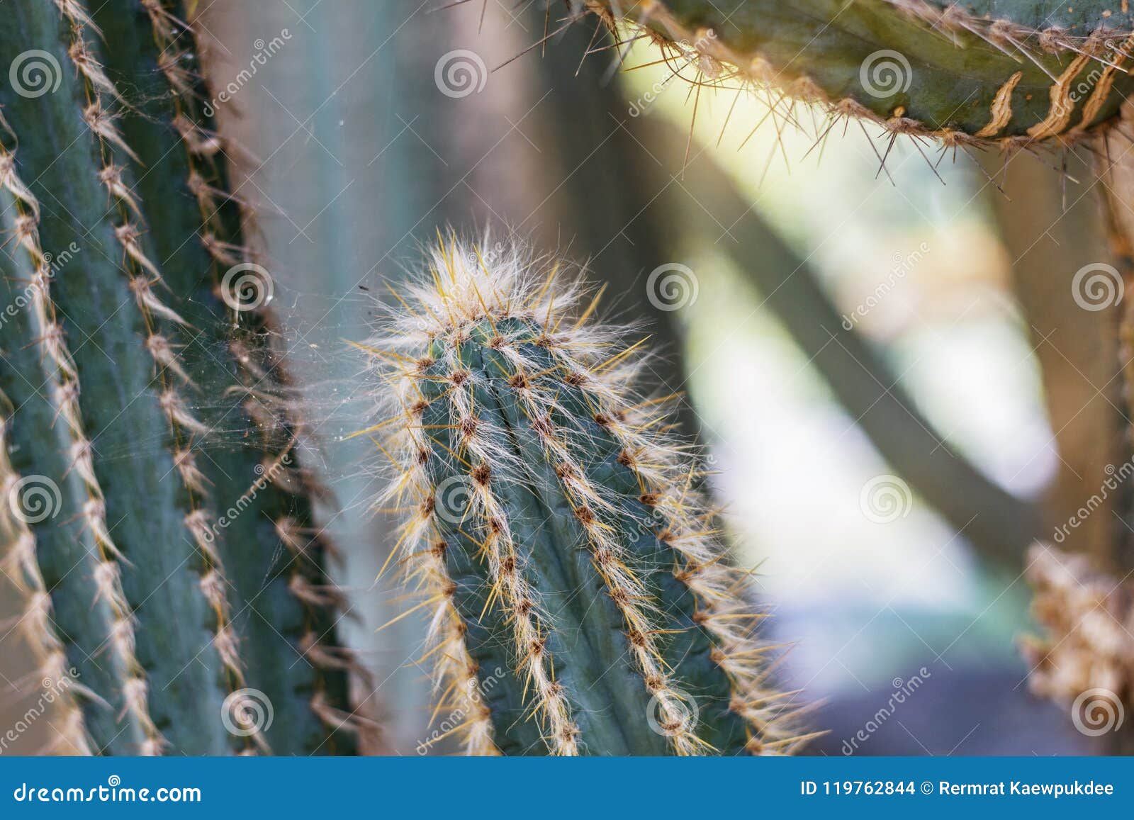 Cactus with danger. stock photo. Image of botany, floral - 119762844