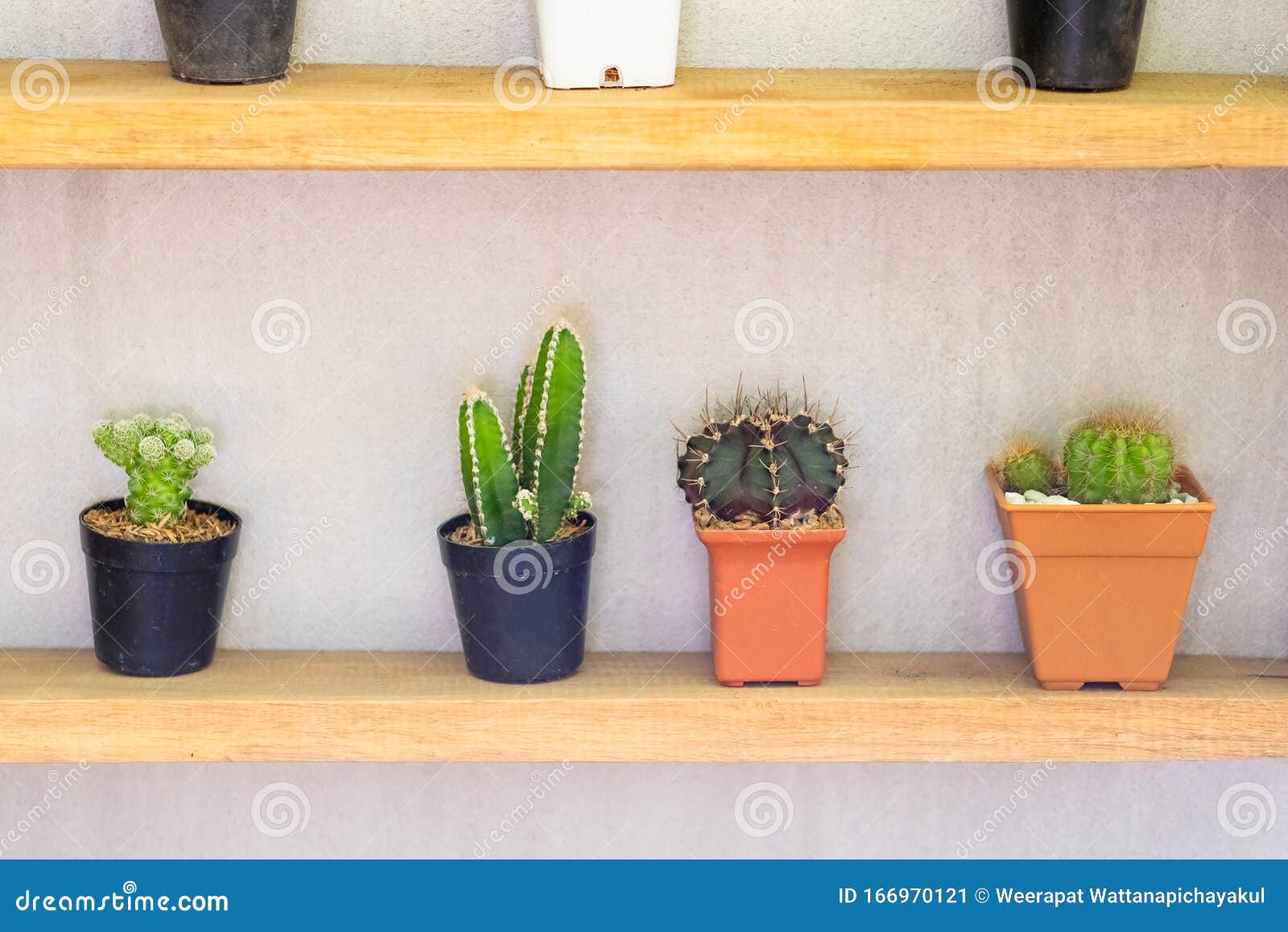 Cactus Shelf in the Garden stock image. Image of shelf - 166970121