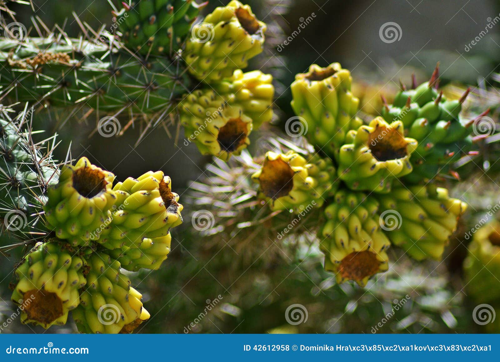 Cactus stock photo. Image of spines, croatia, island - 42612958
