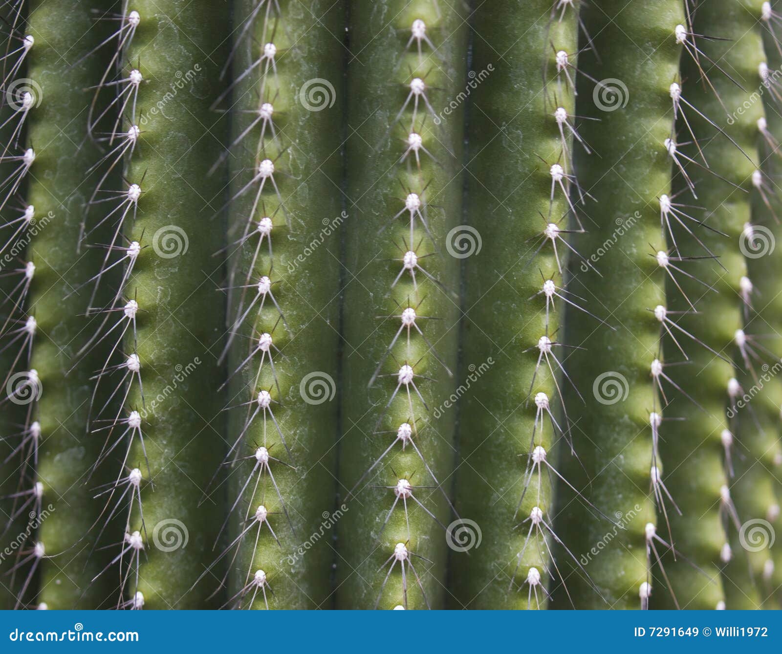 Cactus showing spines stock image. Image of green, spike - 7291649