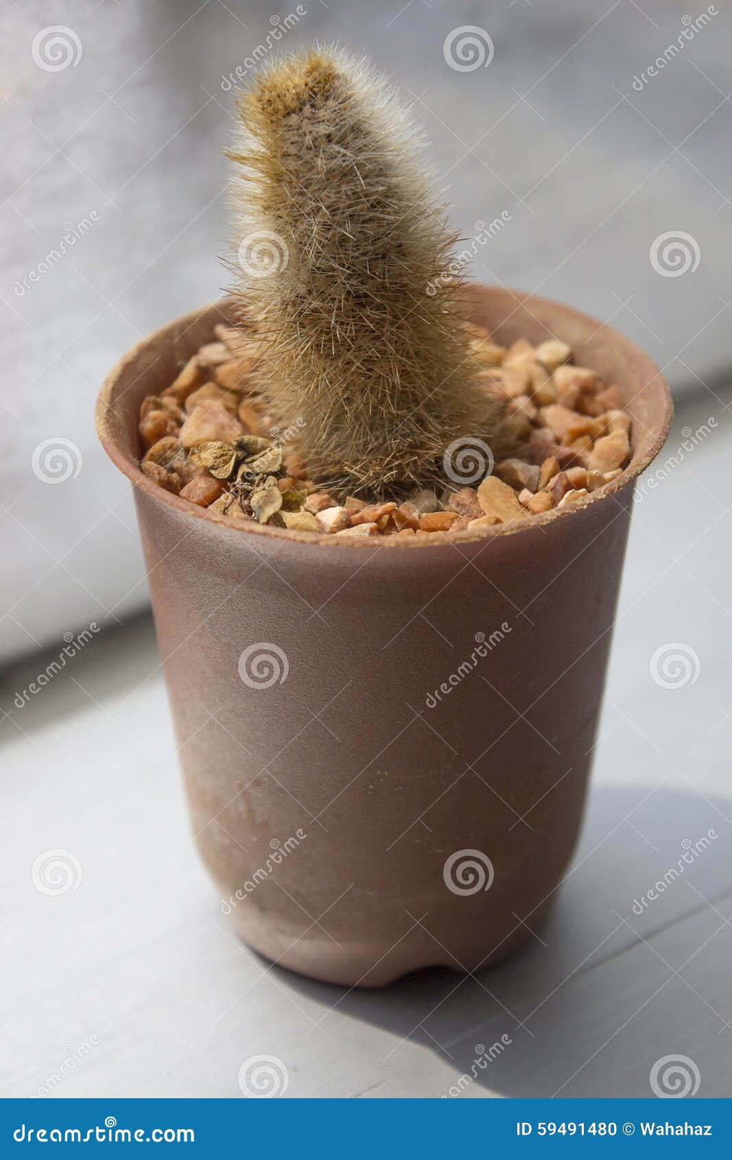 Cactus shrivel stock photo. Image of care, arid, rough - 59491480