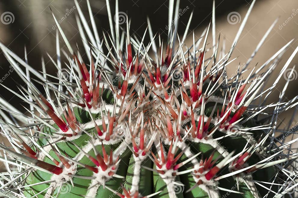 Cactus, Side View, Close Up Stock Image - Image of green, beauty: 332501267