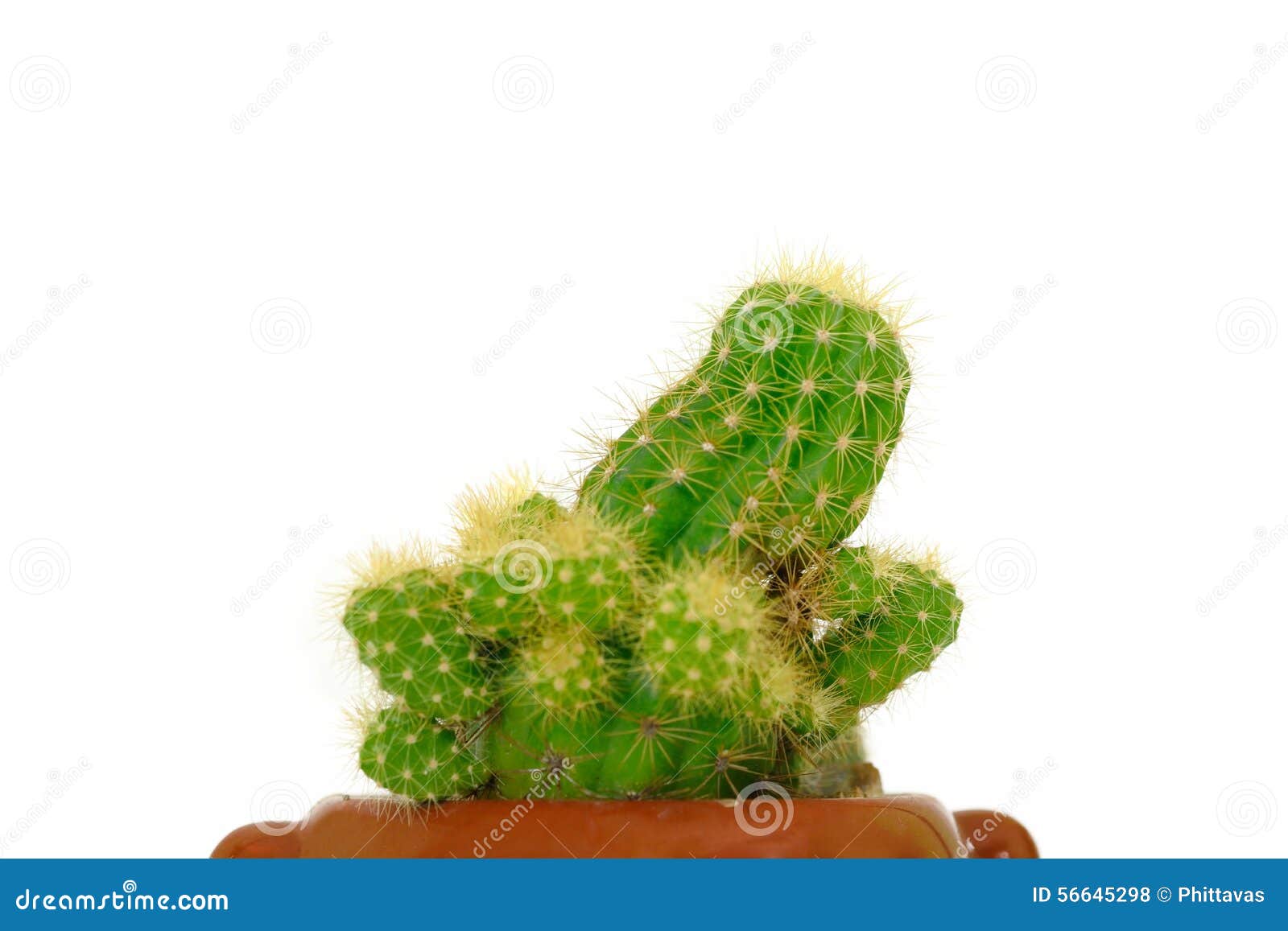 Cactus Side View Isolate on White Background Stock Photo - Image of ...