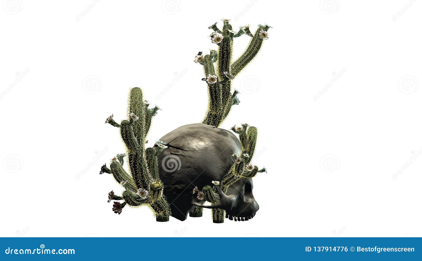 Cactus in Skull in Front View Stock Illustration - Illustration of ...