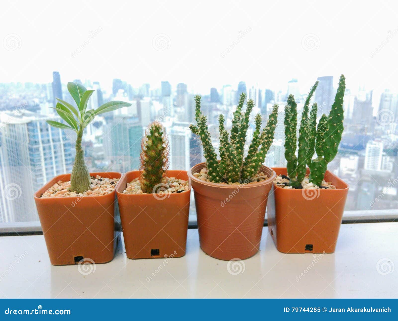 Cactus on skyscraper stock image. Image of cactus, closeup - 79744285