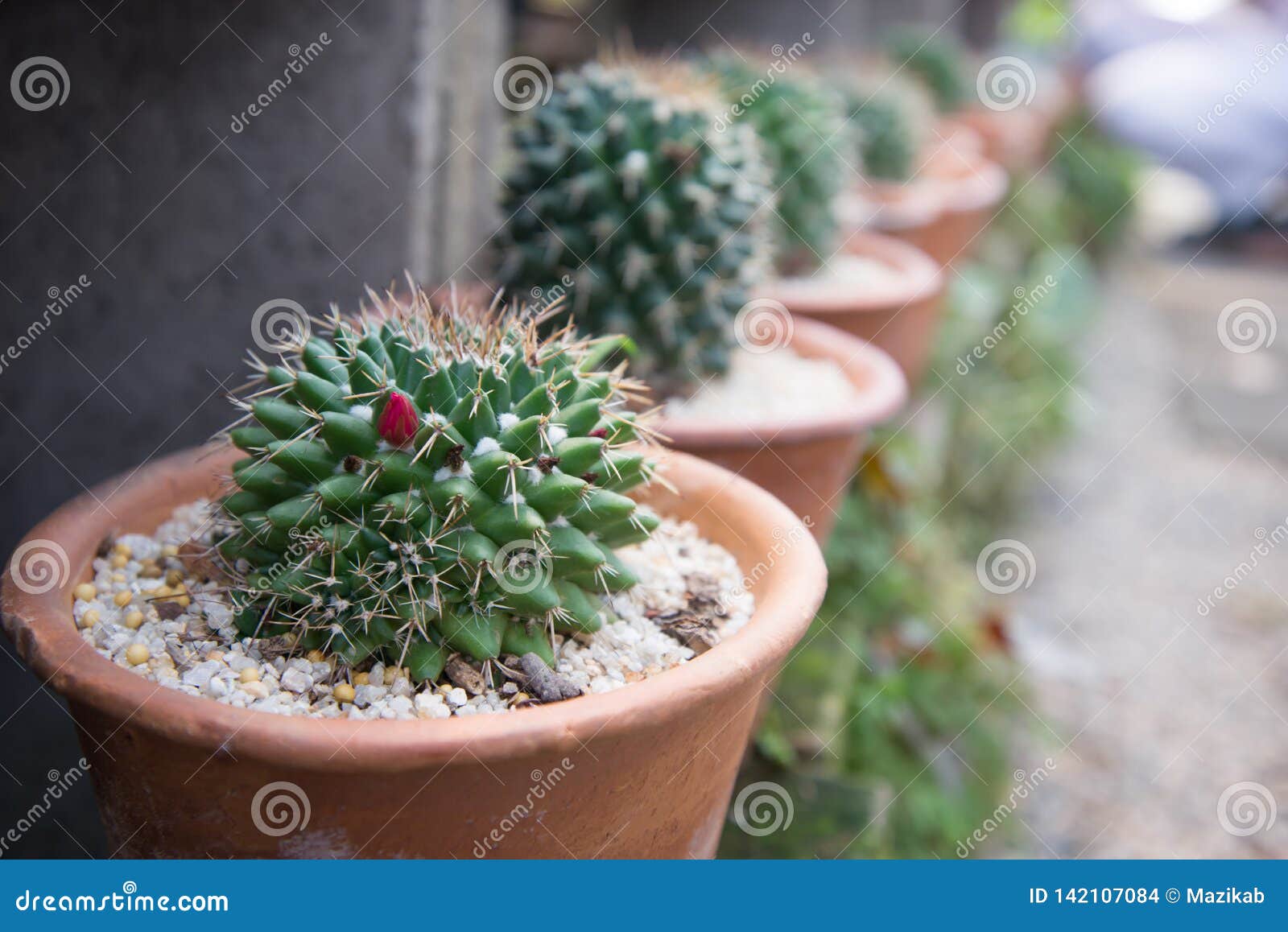 Cactus in small pot stock photo. Image of design, closeup - 142107084