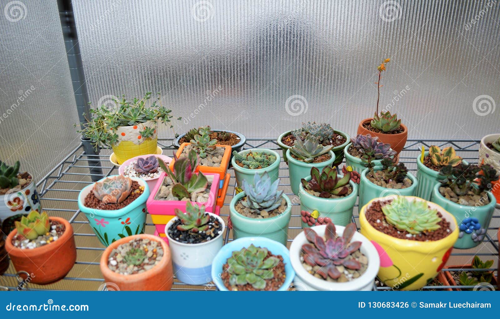Cactus in small pots stock photo. Image of cactus, wall - 130683426
