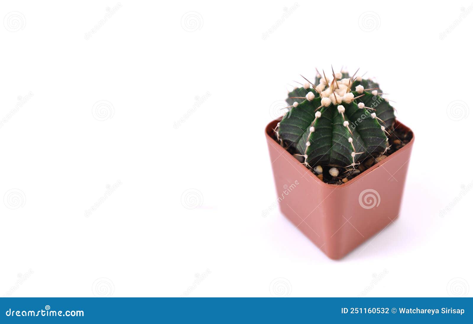 Cactus in a Small Torn Pot on a White Background. Stock Photo - Image ...