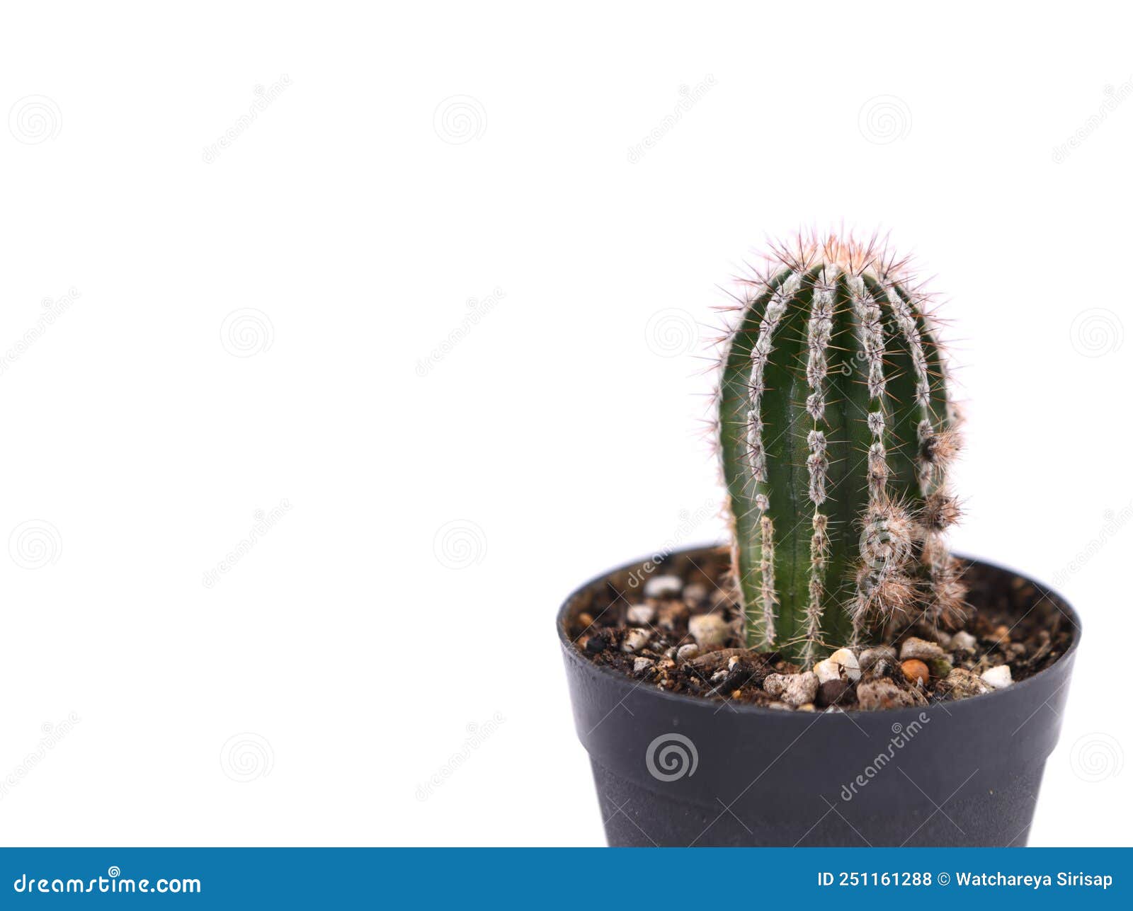 Cactus in a Small Torn Pot on a White Background. Stock Photo - Image ...