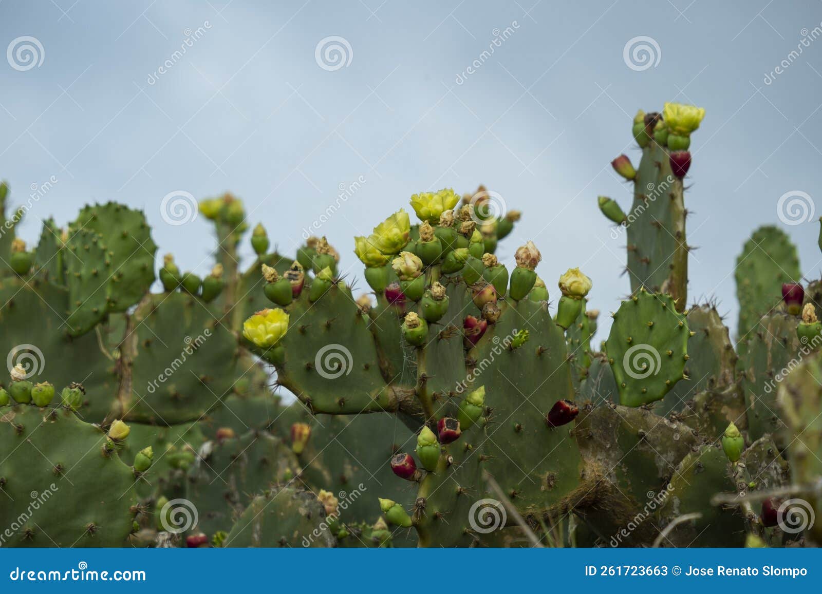 Cactus with Small Yellow Flower in Sunny Day with Sky in the Background ...