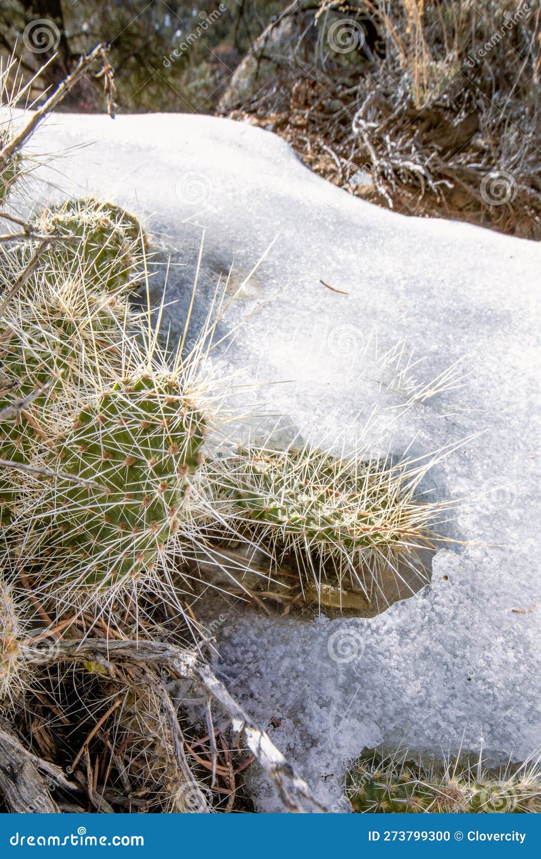 Cactus in the snow stock photo. Image of desert, snow - 273799300
