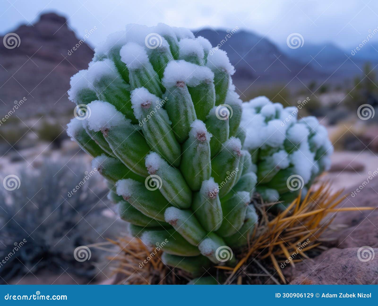 A cactus with snow on it stock illustration. Illustration of outdoor ...