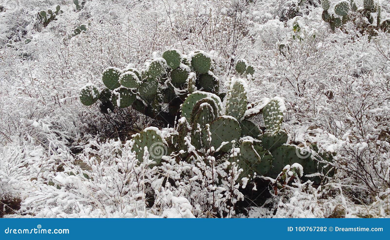 Cactus in the snow stock photo. Image of desertic, wonderfull - 100767282