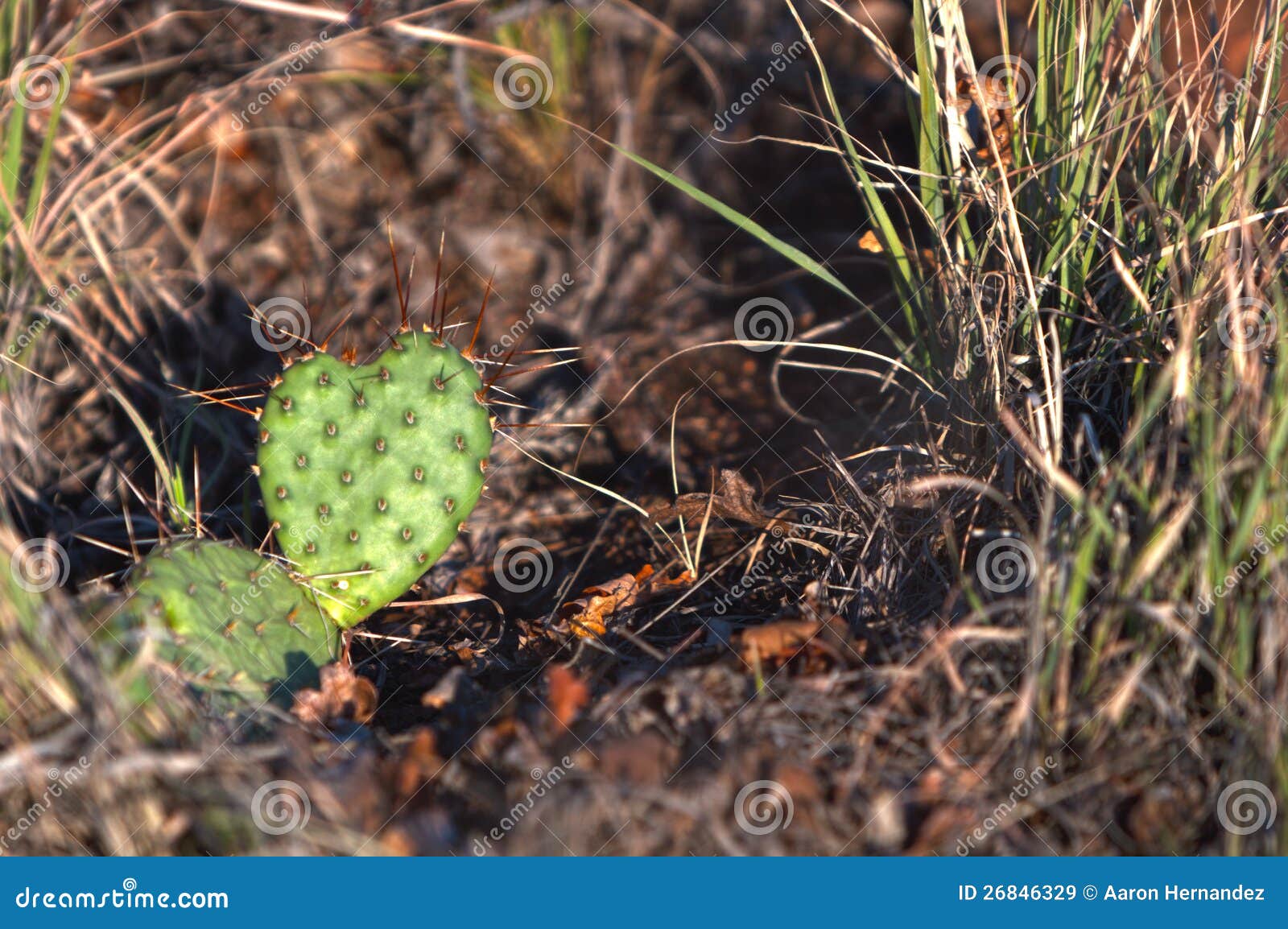 Cactus Soaks in Morning Sun Stock Image - Image of bitter, fleshy: 26846329
