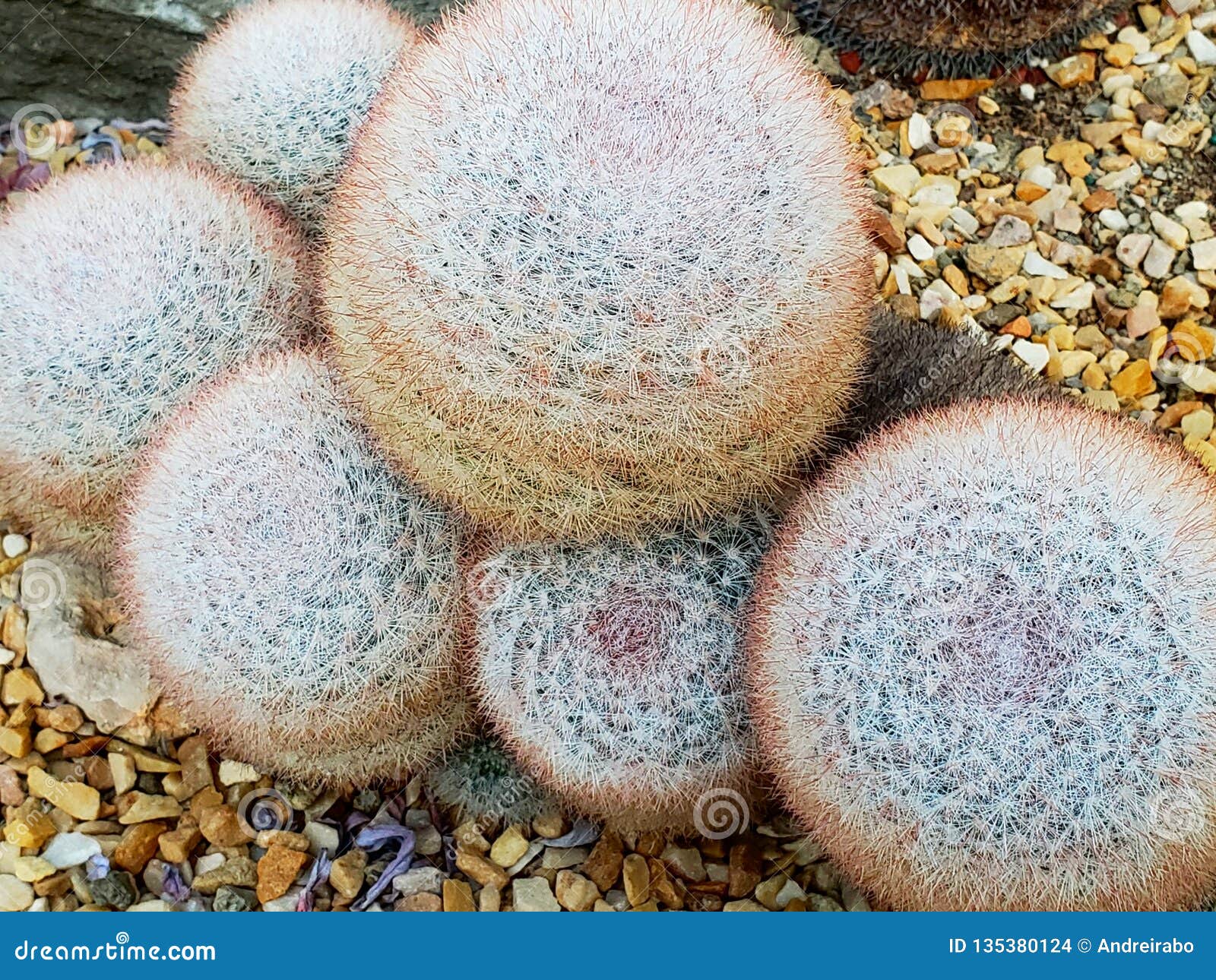 Cactus stock photo. Image of furry, soft, cactus, bunch - 135380124