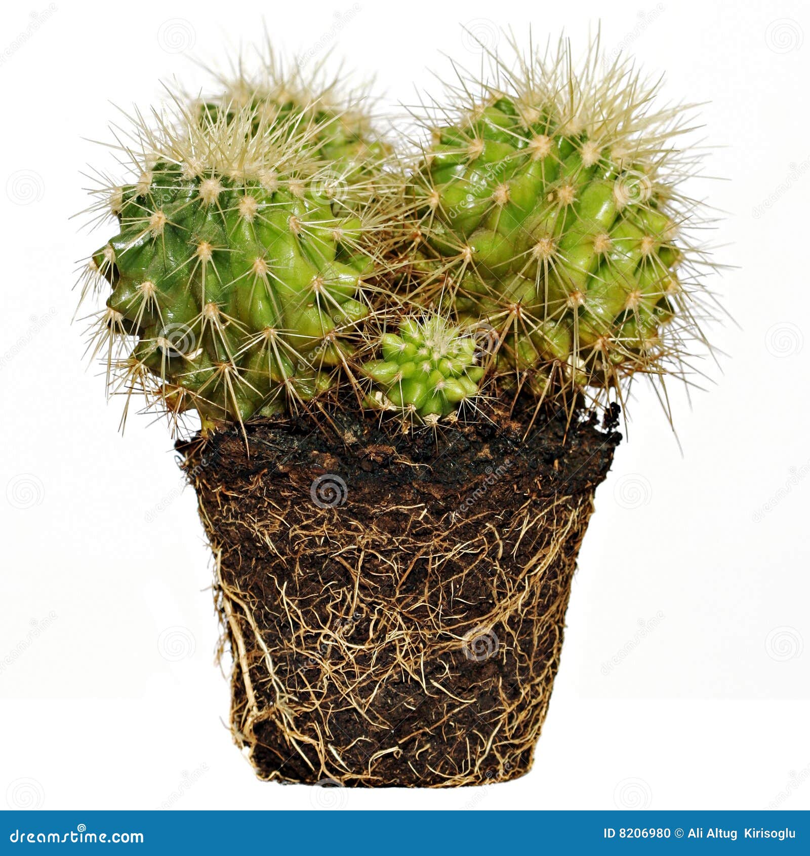 Cactus on Soil Isolated on White Stock Photo - Image of closeup, thorn ...