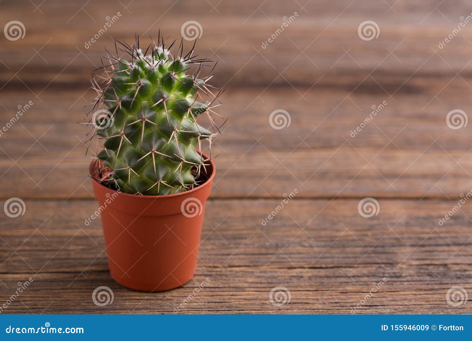 Cactus and Space for Copy Space Stock Image - Image of cactus ...