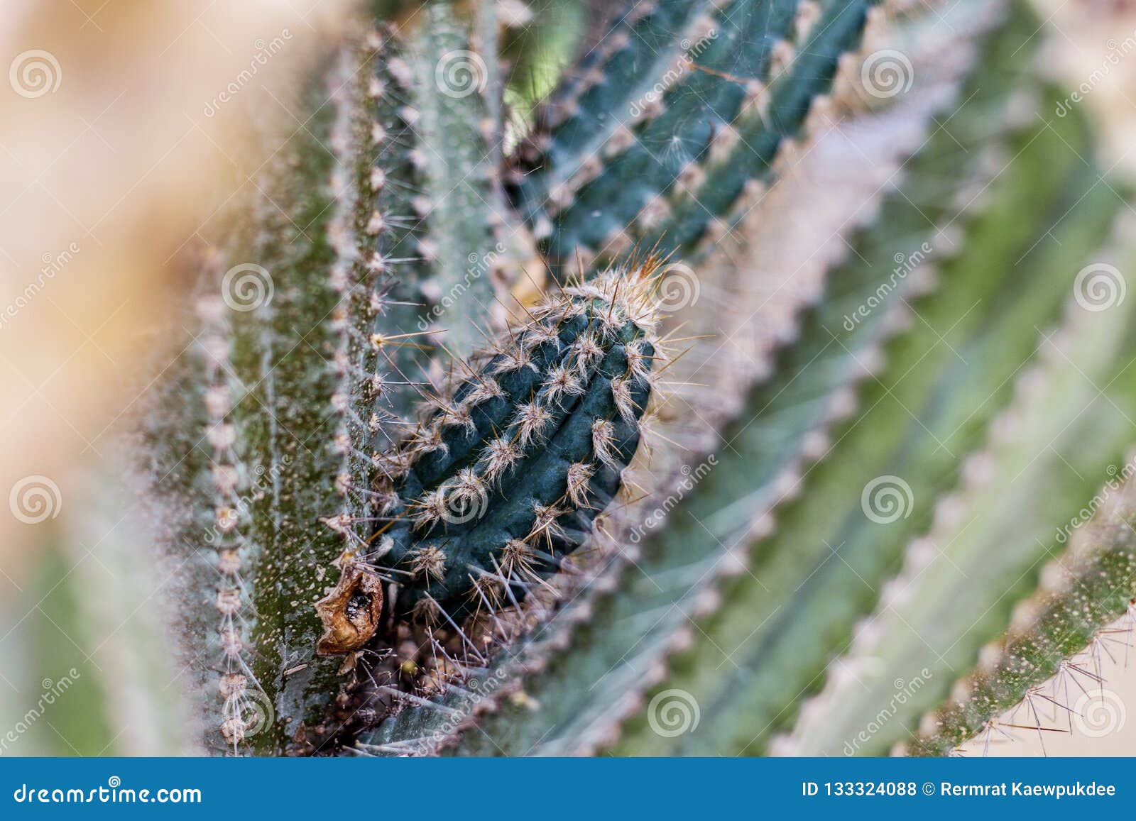 Cactus of spike stock photo. Image of cactus, flora - 133324088