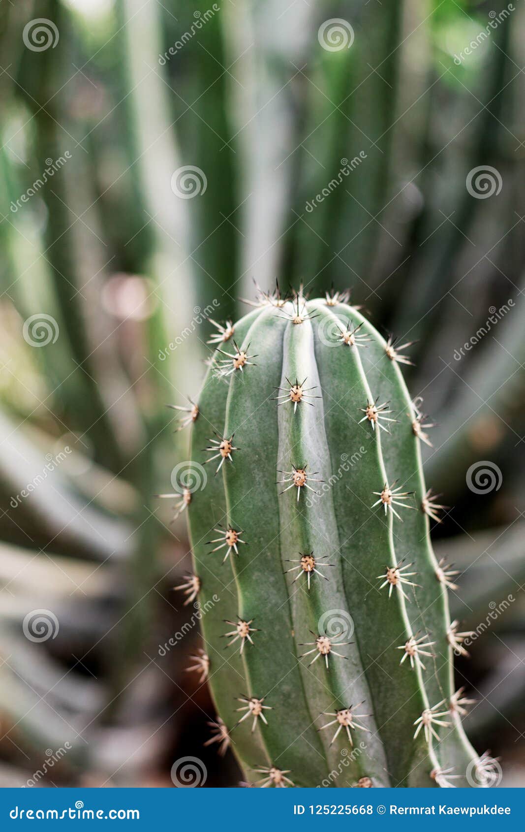 Cactus with Spike at Sunlight. Stock Photo - Image of barrel ...