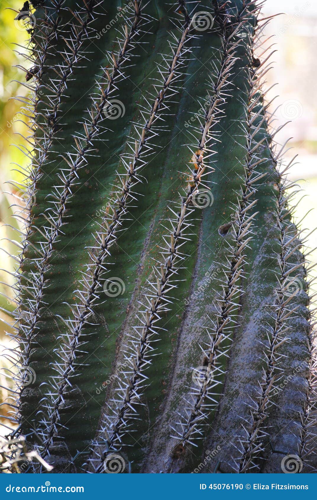 Cactus spike stock photo. Image of sharp, plant, spikes - 45076190