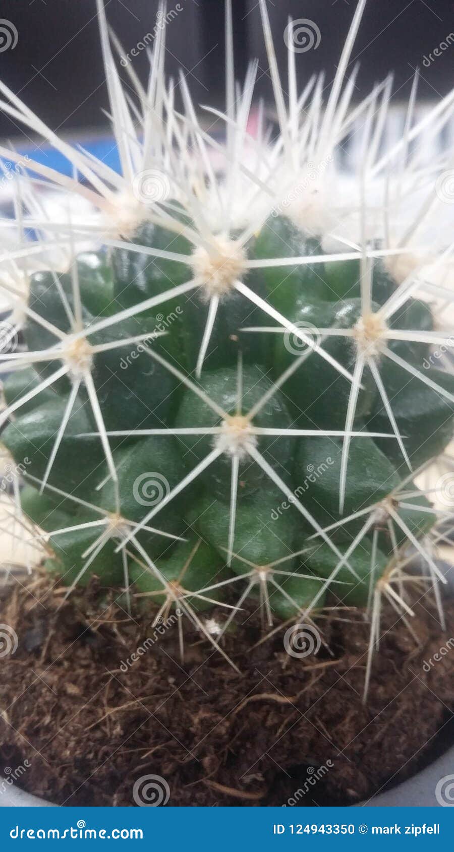 Cactus stock photo. Image of small, desk, office, cactus - 124943350
