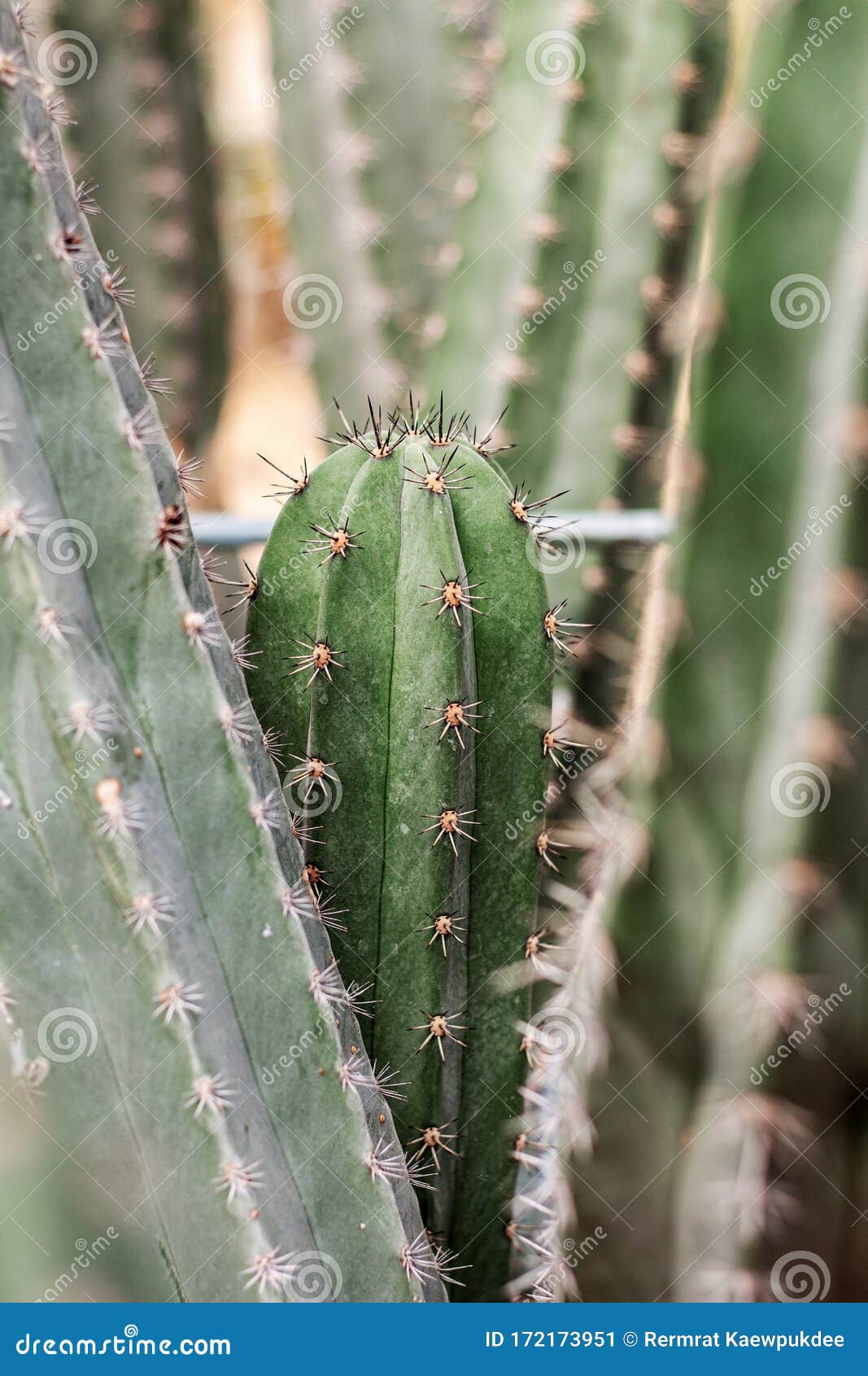 Cactus of Spike with Sunlight Stock Image - Image of blossom, gardening ...