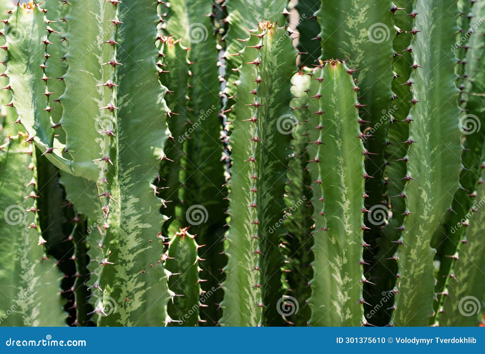 Cactus Spiked. Cactus Backdround, Cacti Design or Cactaceae Pattern ...
