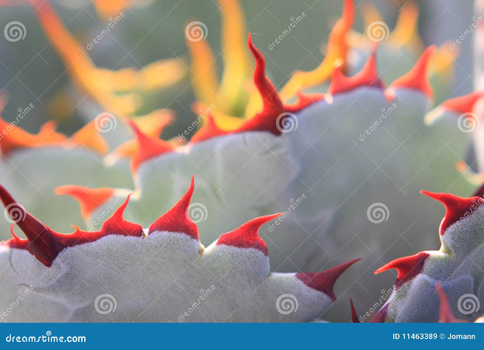 Cactus spikes stock image. Image of nature, pointed, point - 11463389