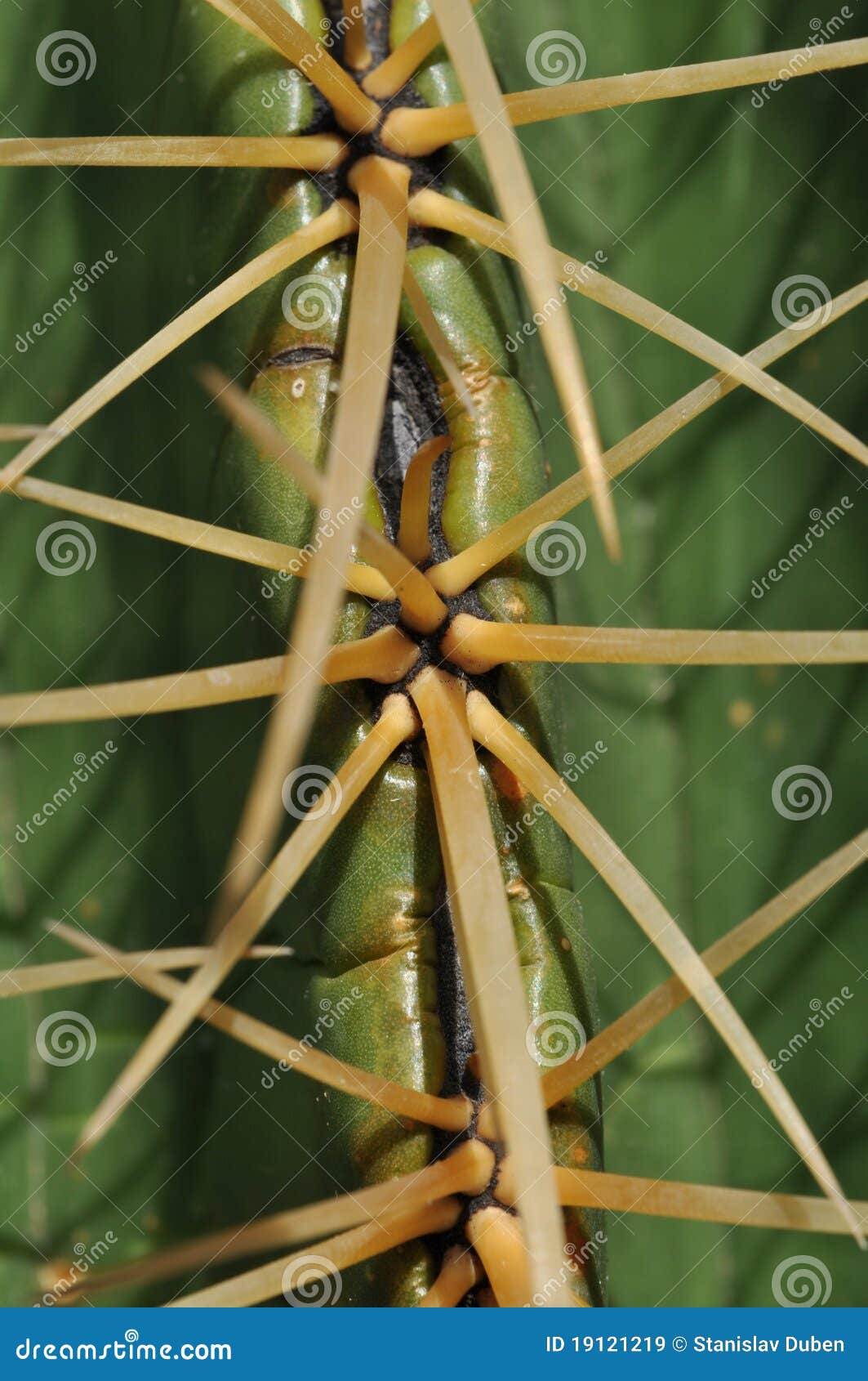 Cactus spikes stock image. Image of spike, grow, tropical - 19121219