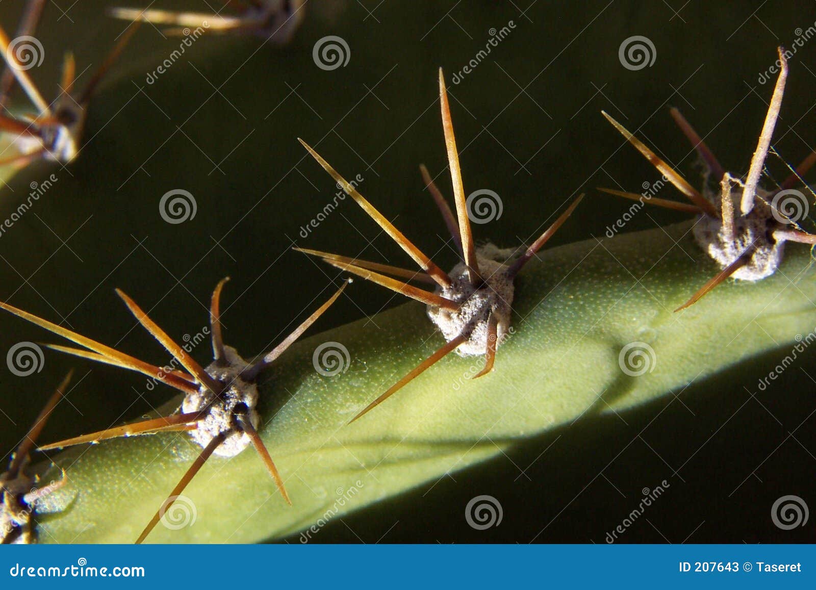 Cactus Spikes Picture. Image: 207643