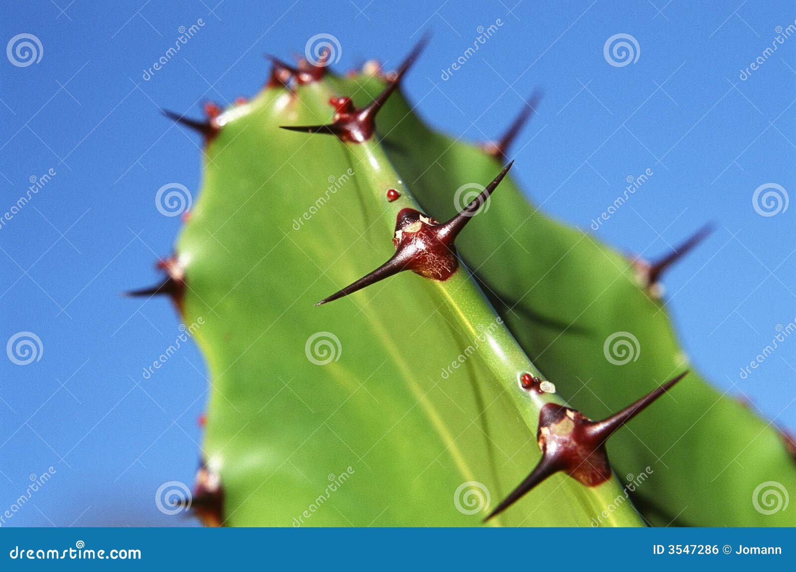 Cactus Spikes stock photo. Image of spike, cactus, insect - 3547286