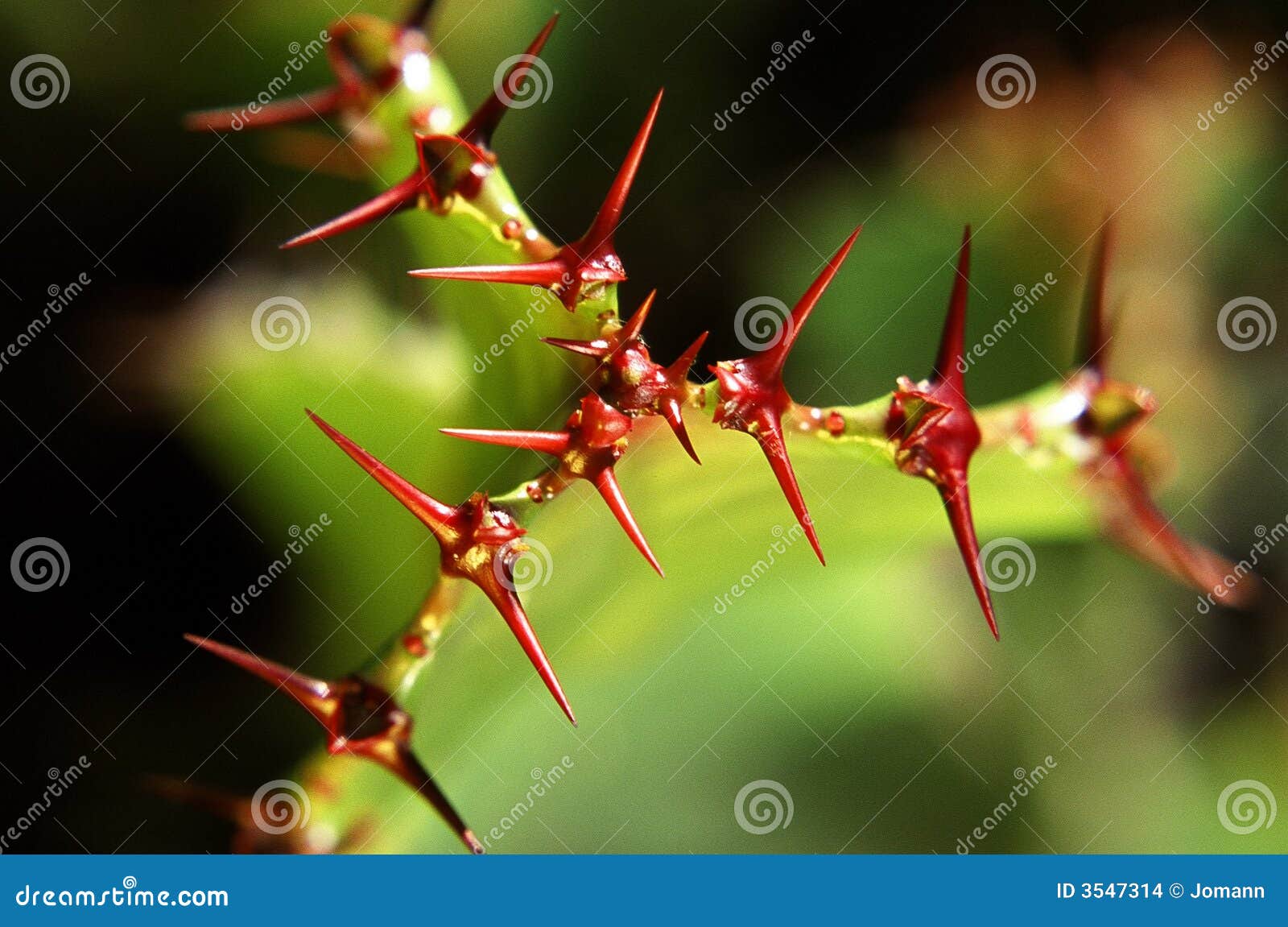 Cactus Spikes stock photo. Image of greens, green, spike - 3547314