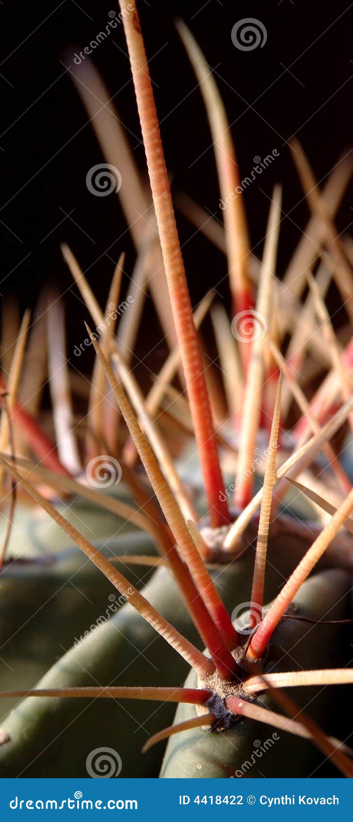 Cactus Spikes stock photo. Image of cactus, needle, plant - 4418422